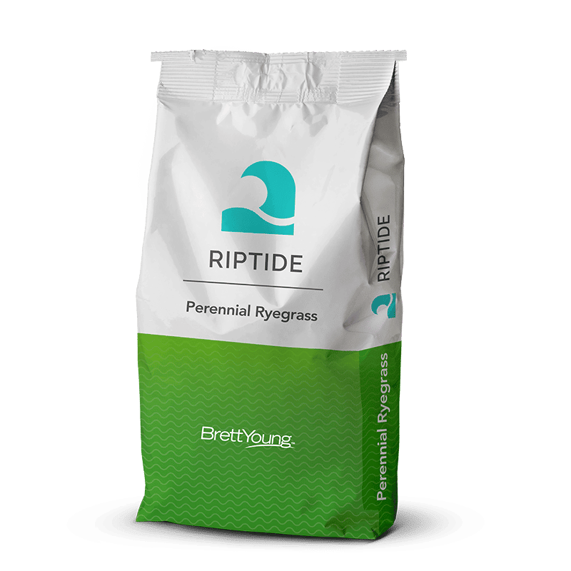 Riptide Perennial Ryegrass - BrettYoung